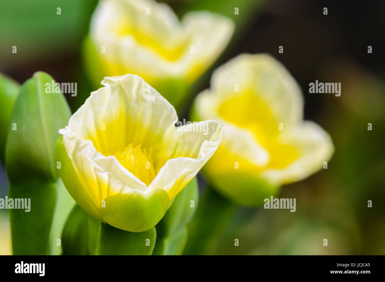 Close up beautiful yellow flower of Limnocharis flava or Yellow Burr ...