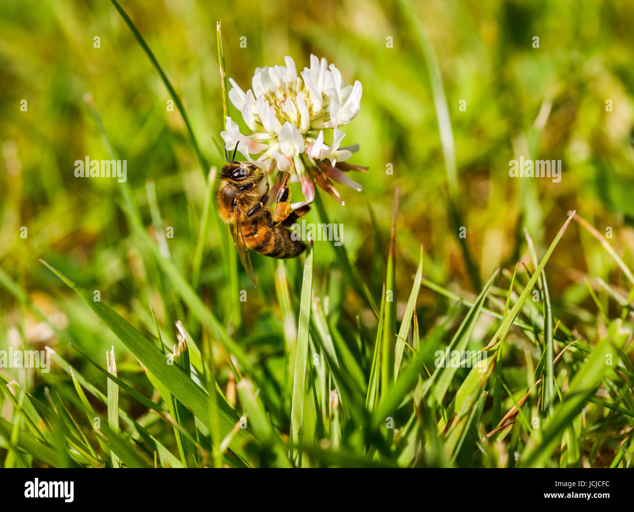 Western honey bee or European honey bee (Apis mellifera) collects ...