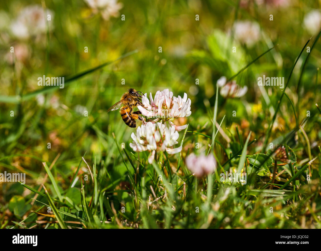 Western honey bee or European honey bee (Apis mellifera) collects ...