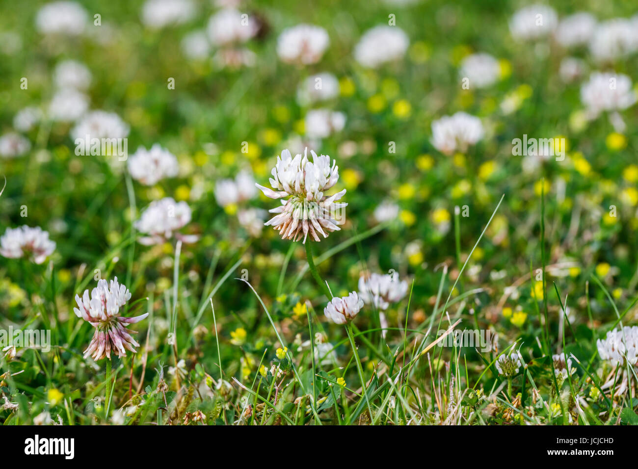 Close up of clover, a common garden lawn weed, flowering in early ...