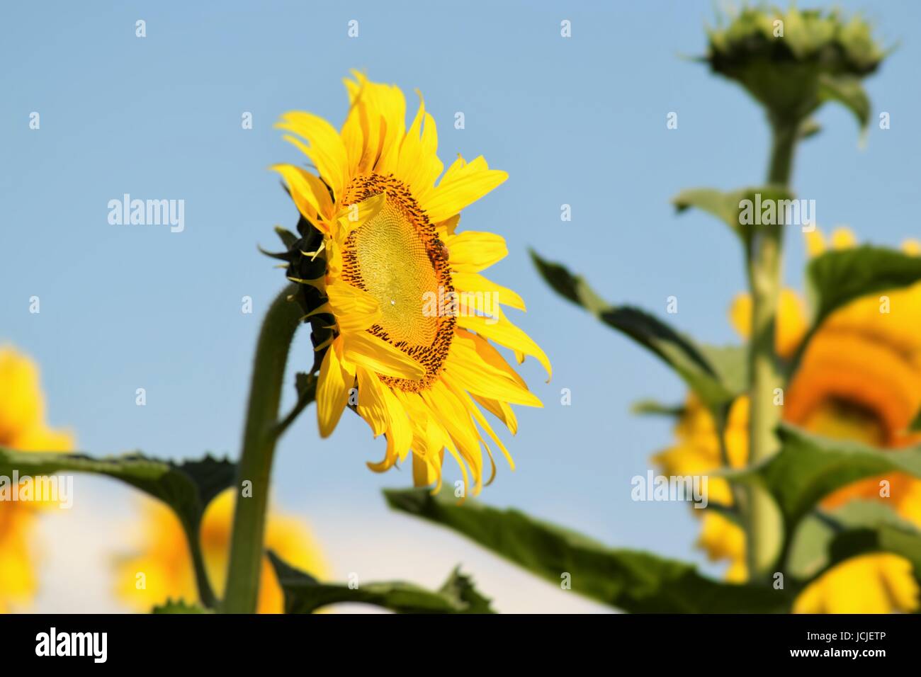 Sunflower farm under blue skies at Byron Bay Stock Photo - Alamy