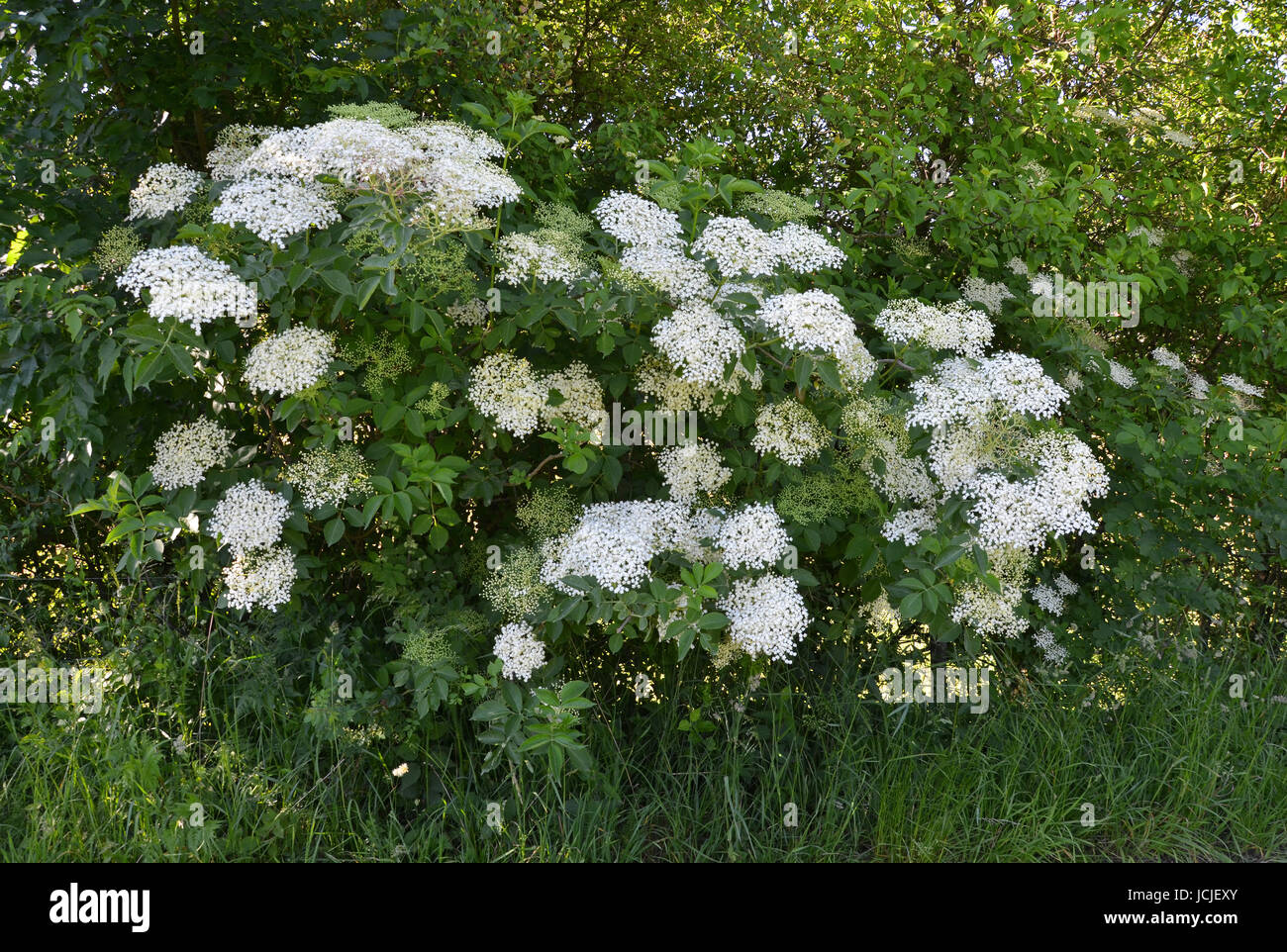 Treacle tree hi-res stock photography and images - Alamy