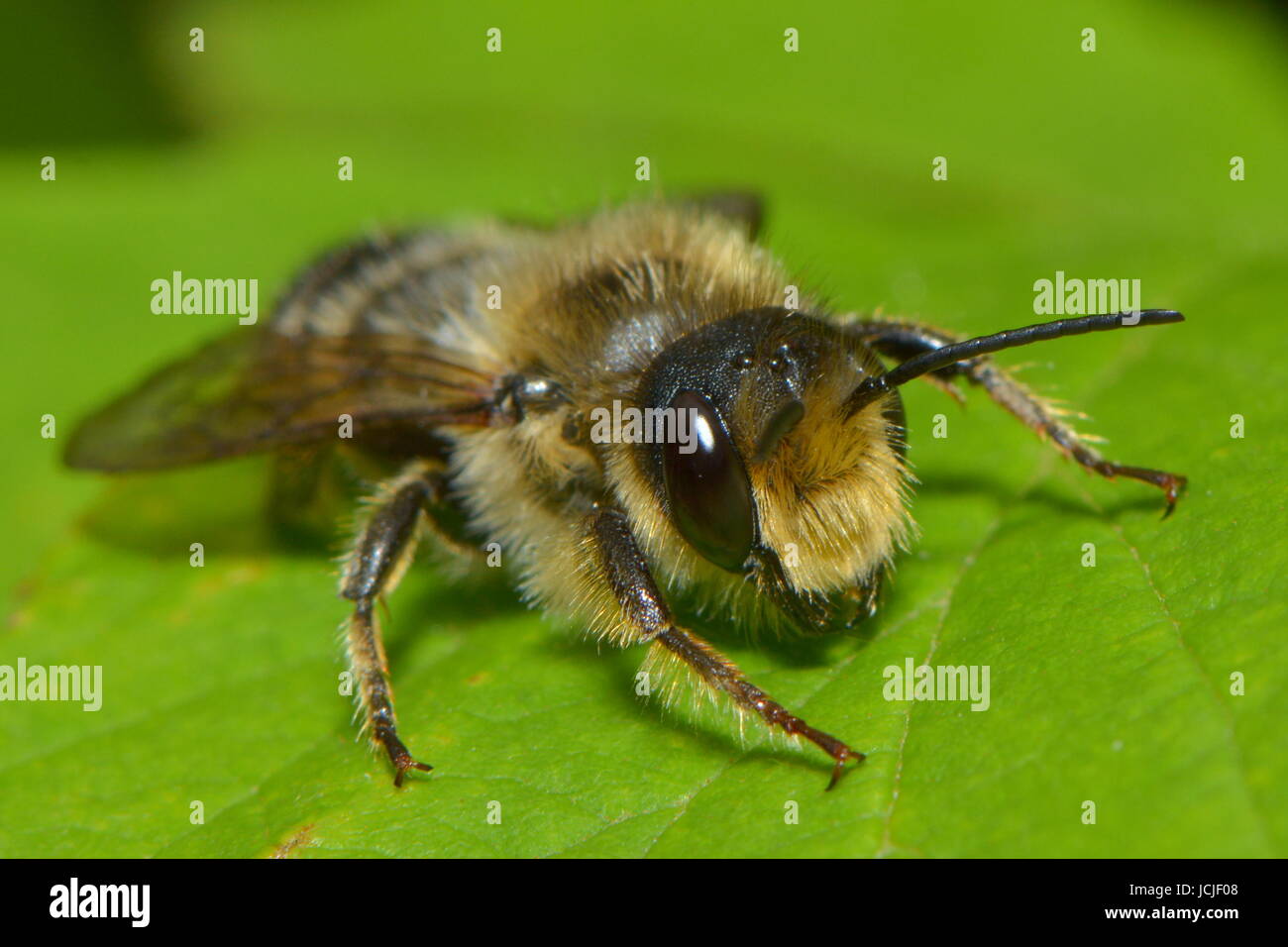 small industrious bee Stock Photo - Alamy