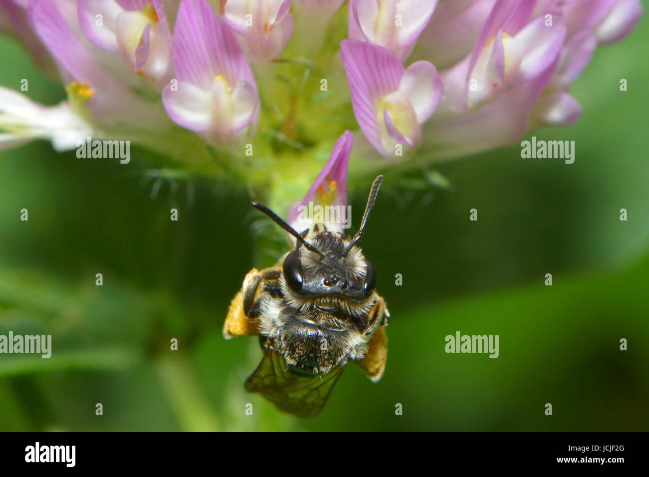 little busy bee Stock Photo - Alamy