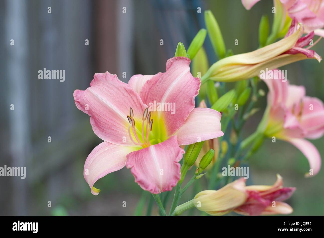 pink amaryllis closeup Stock Photo - Alamy