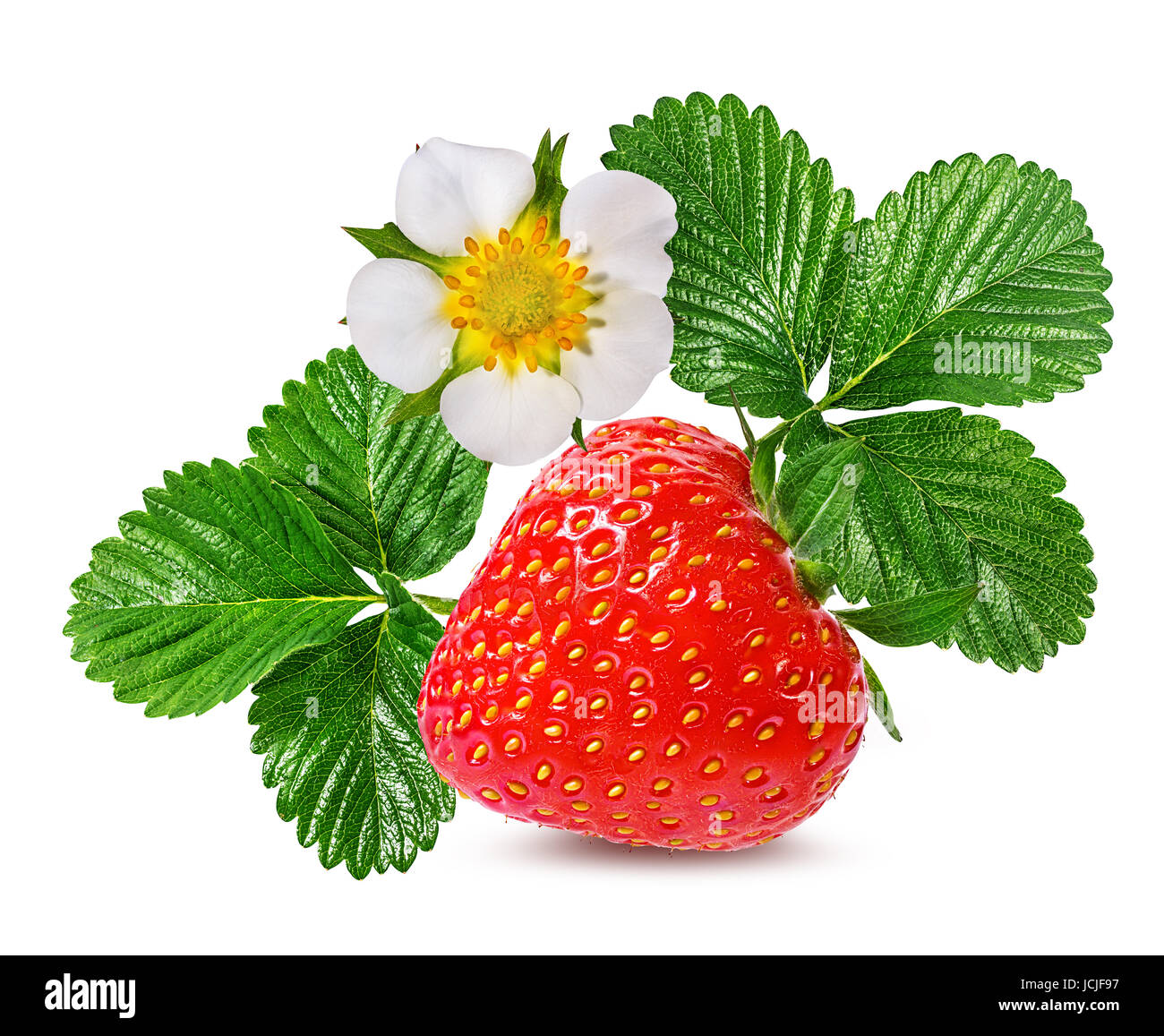 strawberry and strawberry flower isolated on white background Stock ...