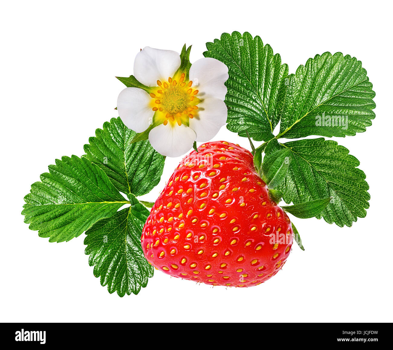 strawberry and strawberry flower isolated on white background Stock ...