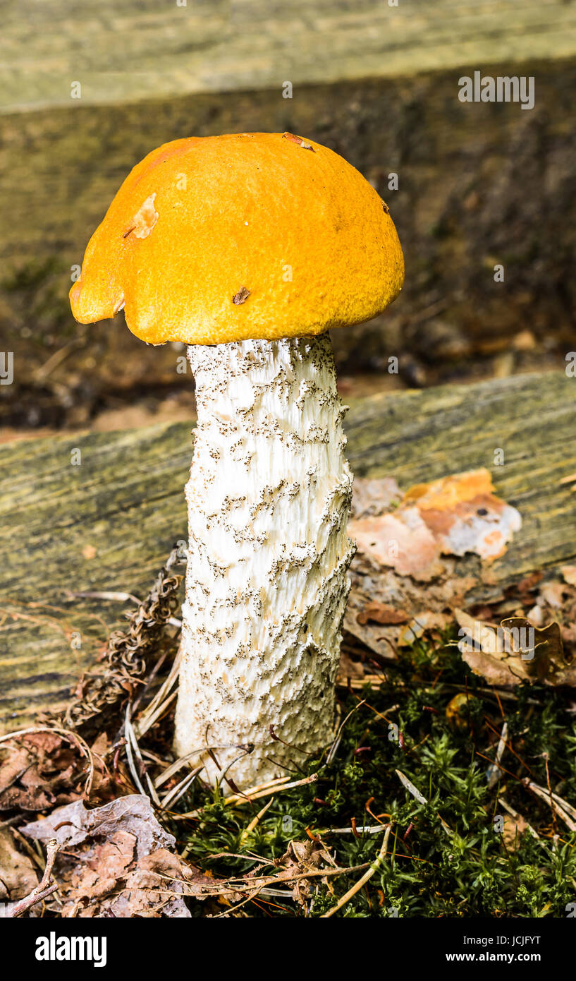 Rotes moos hi-res stock photography and images - Alamy