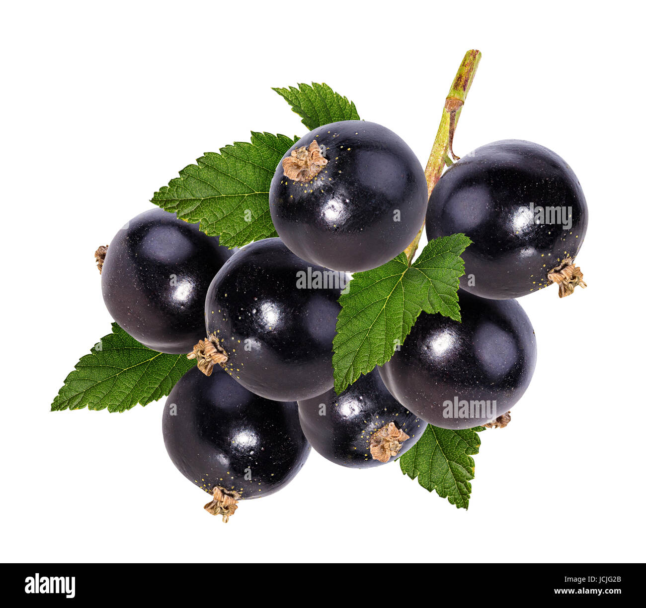 black currant isolated on white background Stock Photo - Alamy