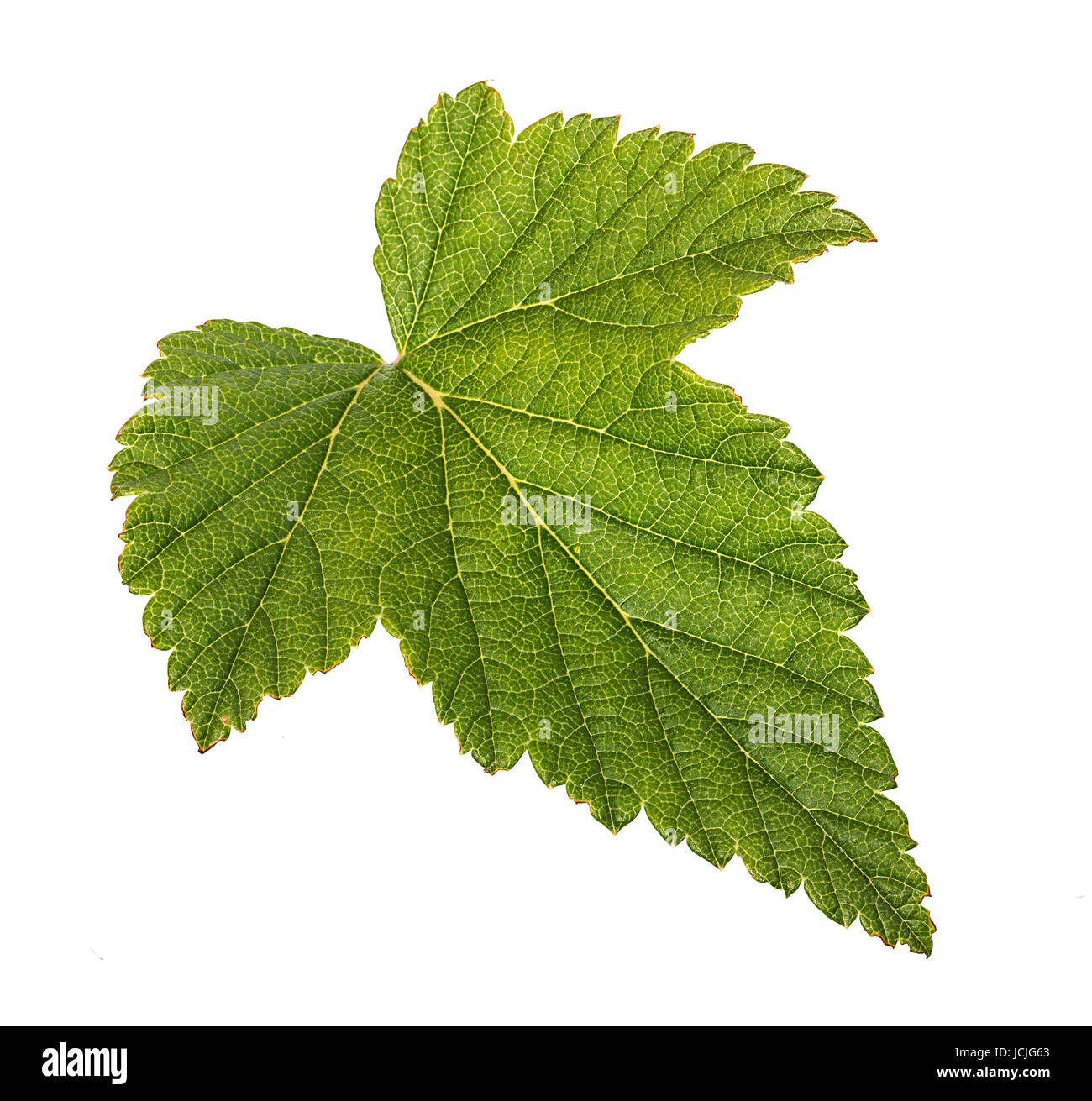 Currant leaves isolated on white background Stock Photo - Alamy