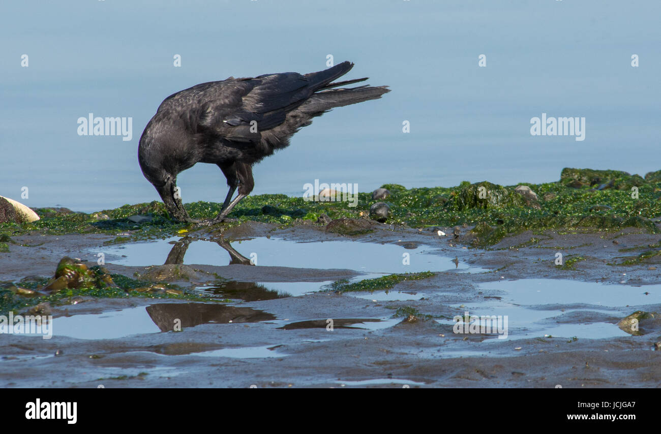A raven is digging out a minnow at the low tide line Stock Photo - Alamy