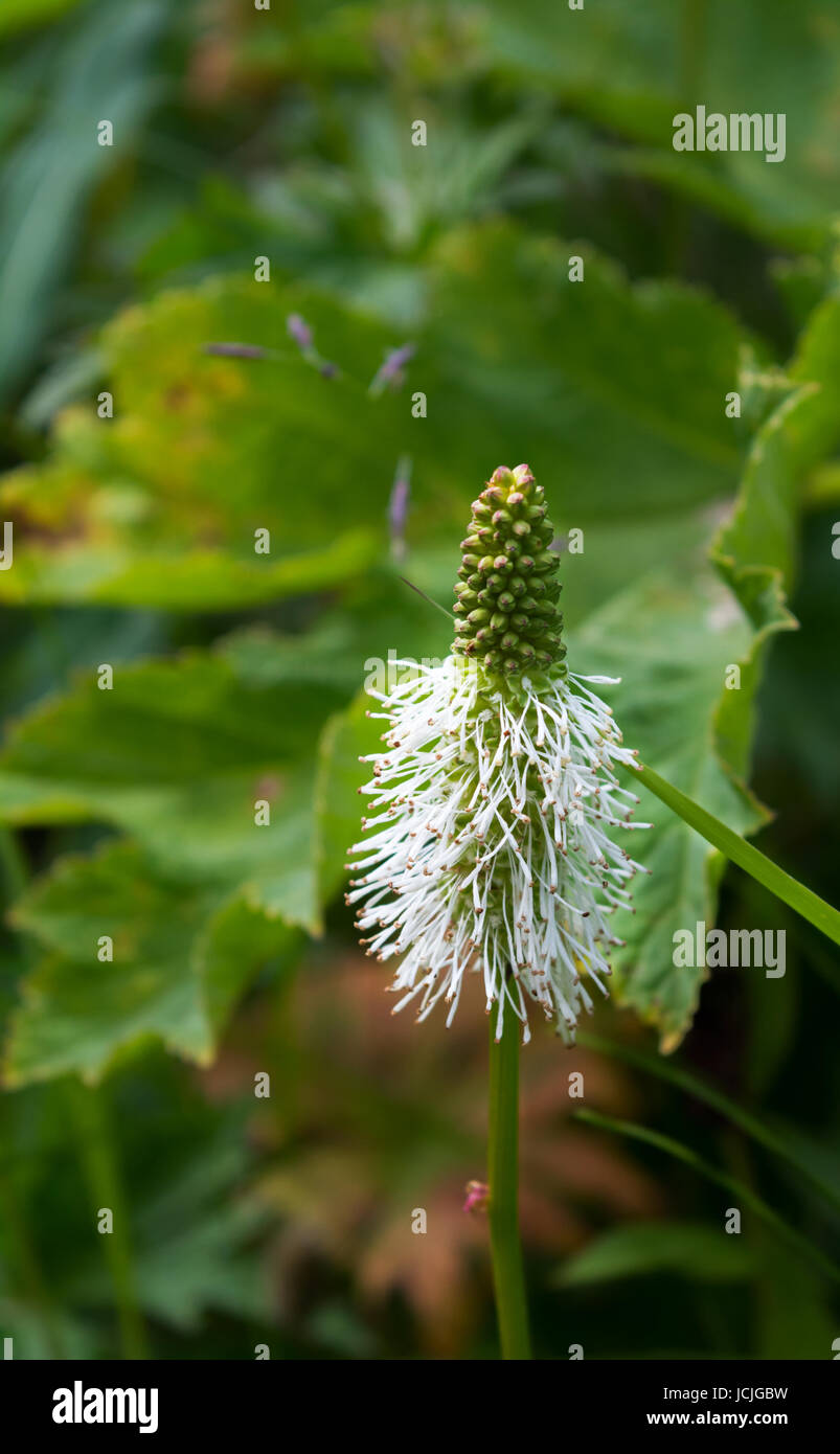 White strands blossom as the petals for this plants flowers Stock Photo ...