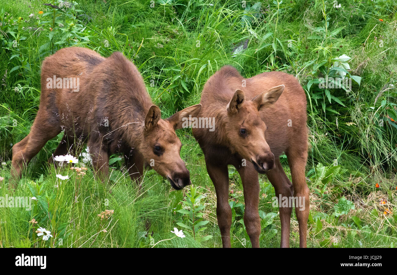 Twin moose calves stare with eyes and ears at an object off camera ...
