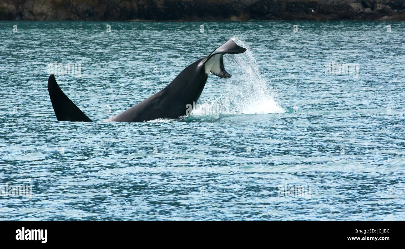 An orca tails raises into the air as it starts diving under the water ...