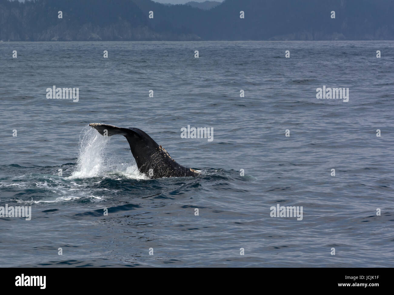 Lifted tail hi-res stock photography and images - Alamy