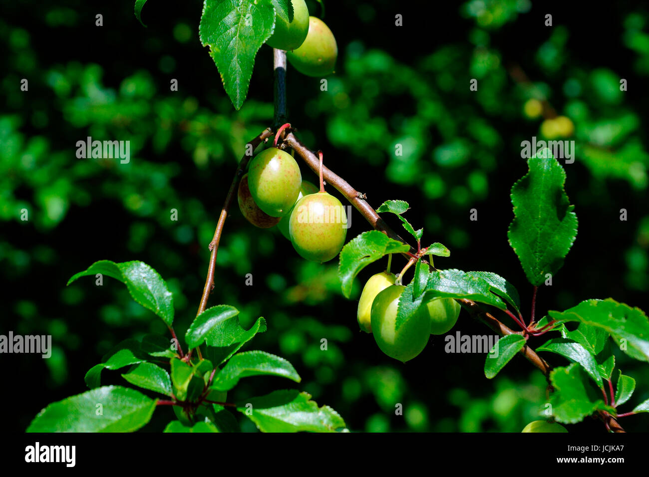 WILD PLUMS HEDGE END Stock Photo - Alamy