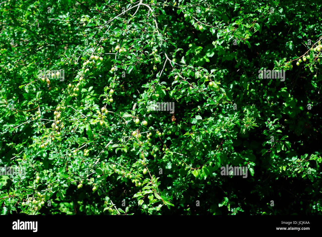 Greenage plums hi-res stock photography and images - Alamy