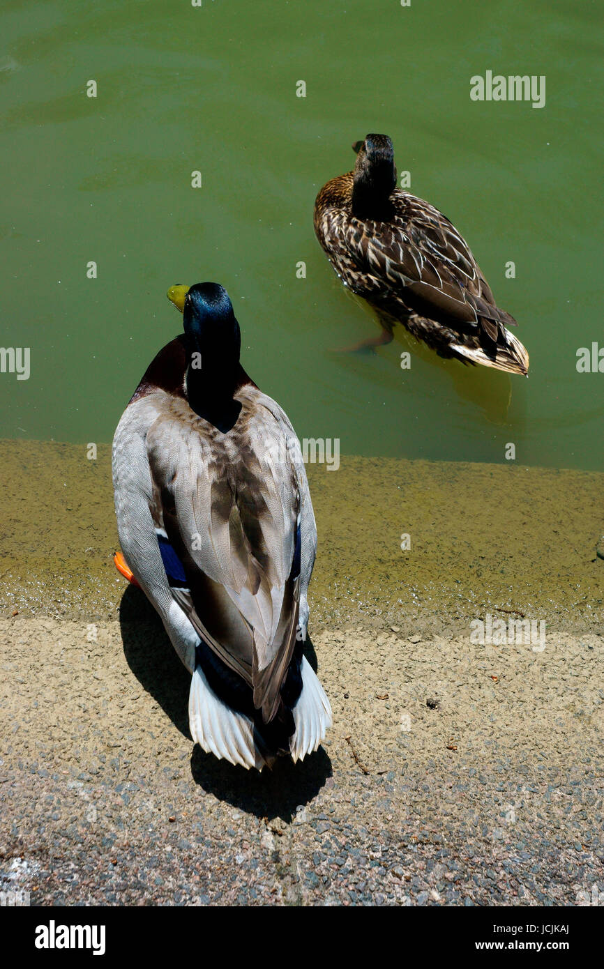 Back to the egg wings hi-res stock photography and images - Alamy
