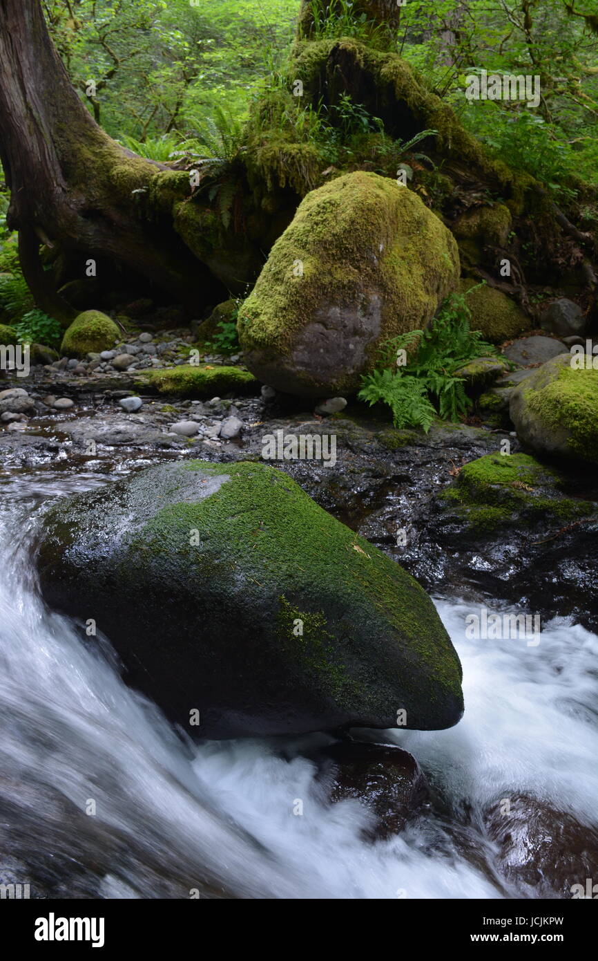 Moss rock preserve hi-res stock photography and images - Alamy