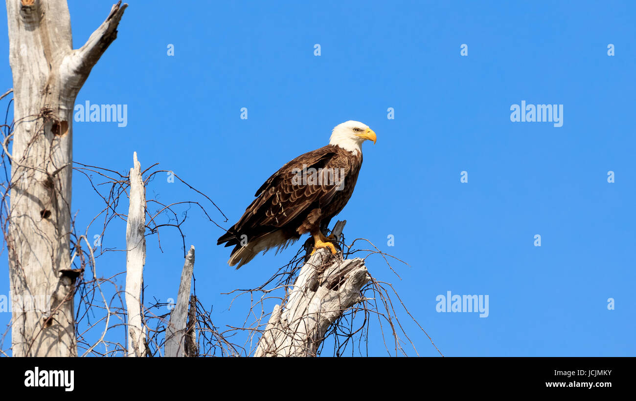 Bald eagle florida hi-res stock photography and images - Alamy