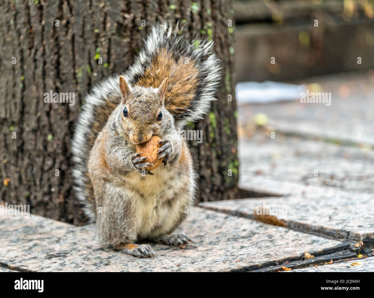 Eastern gray squirrel eats a walnut on Trinity Square in Toronto ...