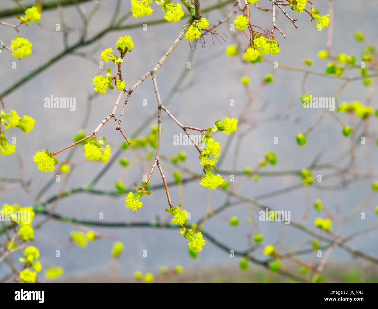 a tree branch with budding leaves.Spring nature Stock Photo - Alamy