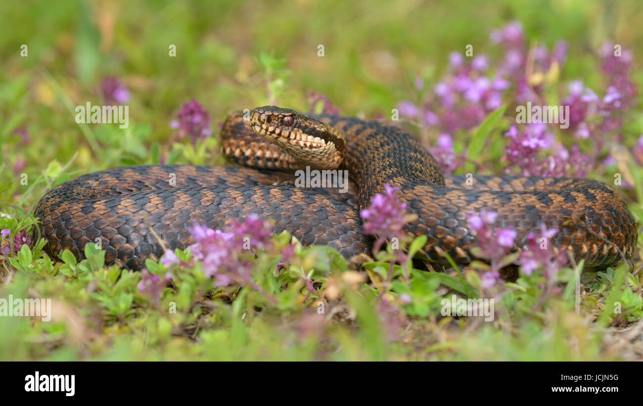 Common European viper (Vipera berus), copper morph, threatening ...
