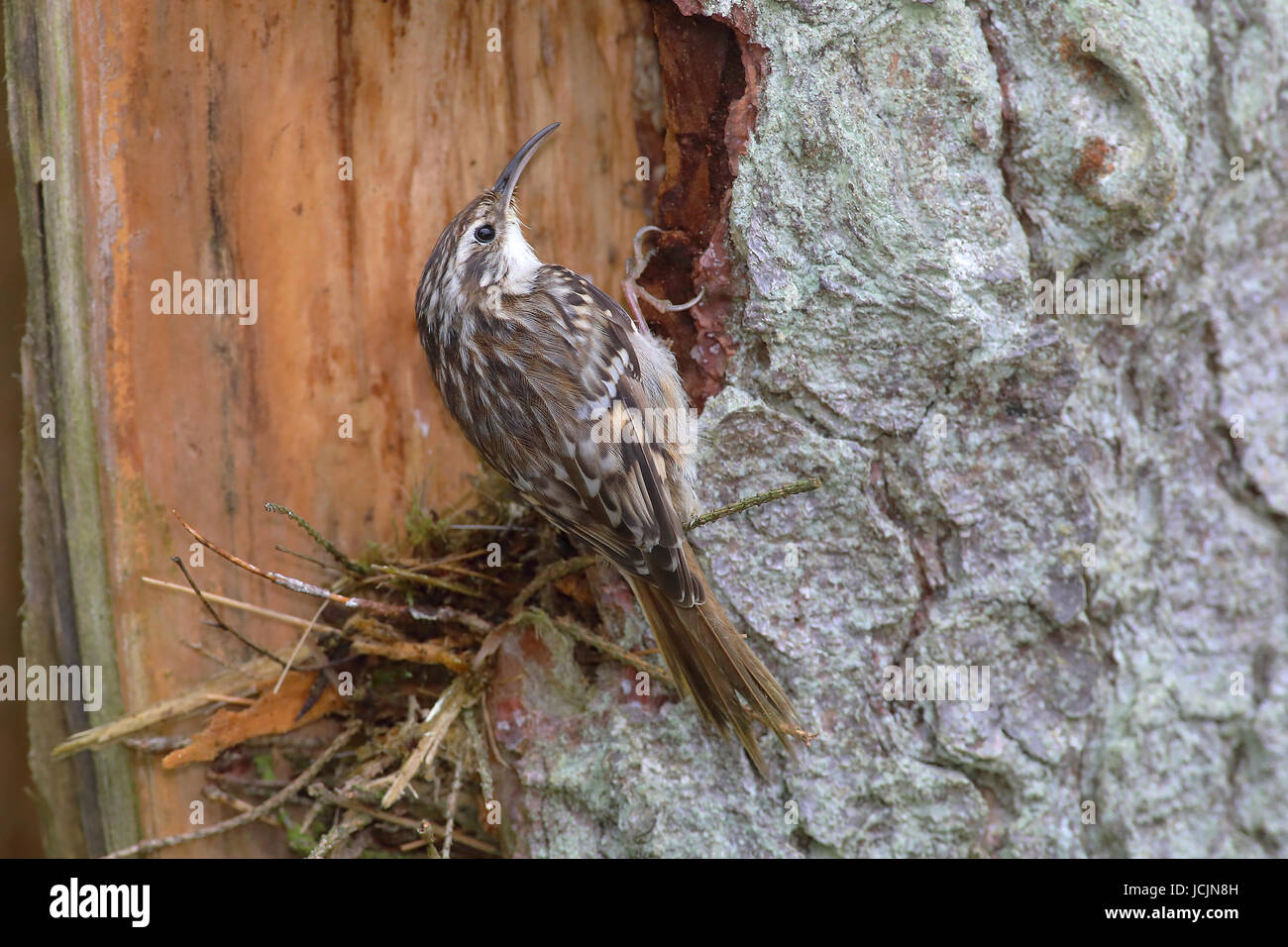 Eurasian Treecreeper (Certhia familiaris) on a tree trunk, Siegerland ...