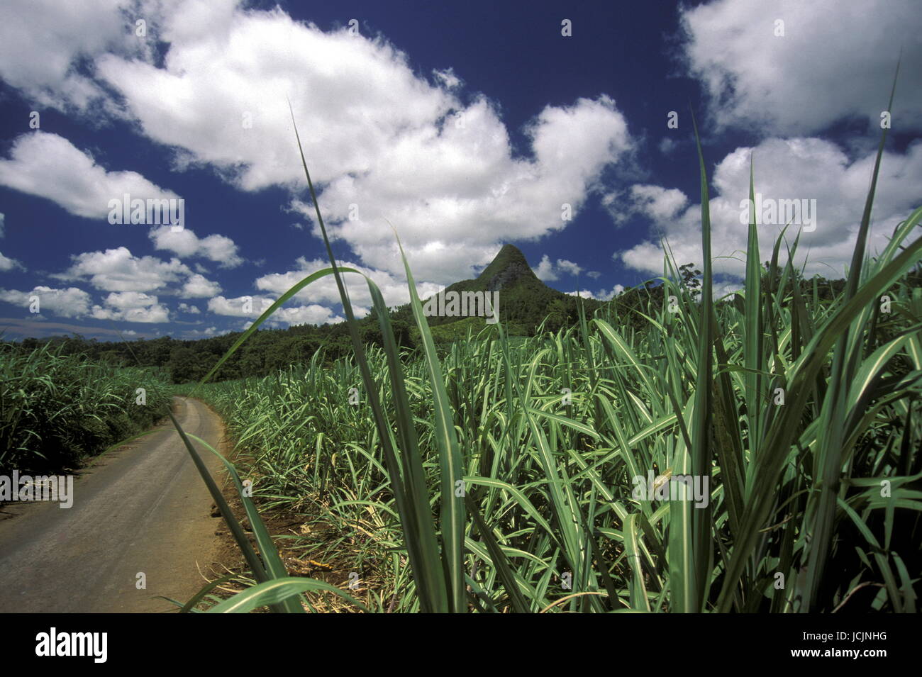 Ein Zuckerrohr Feld oder Plantage im Zentralen Gebierge der Insel ...