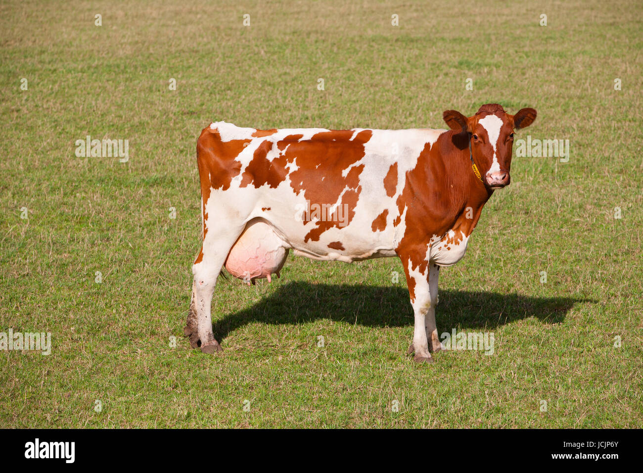 Dutch cow in the meadow Stock Photo - Alamy