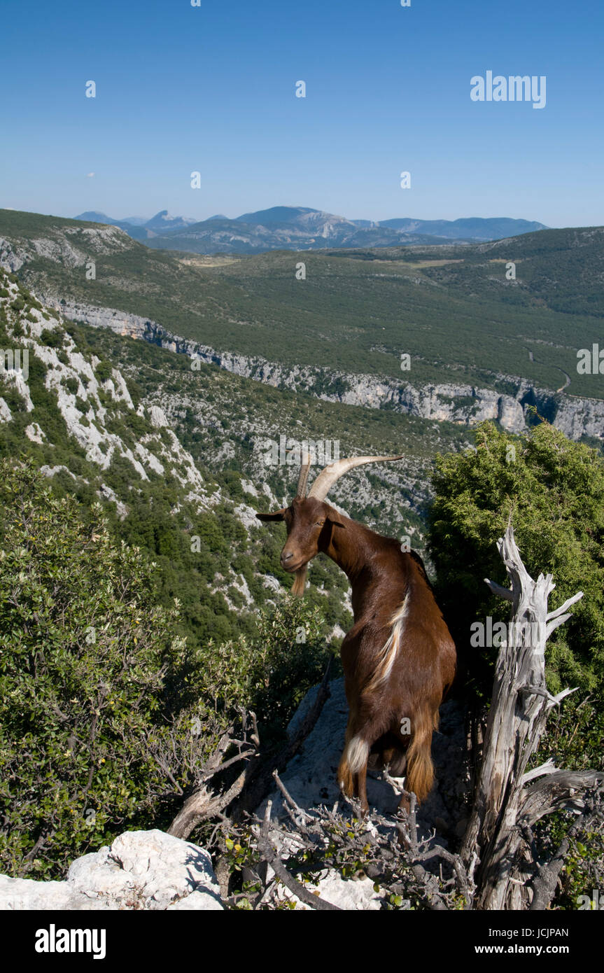 Provence wildlife hi-res stock photography and images - Alamy