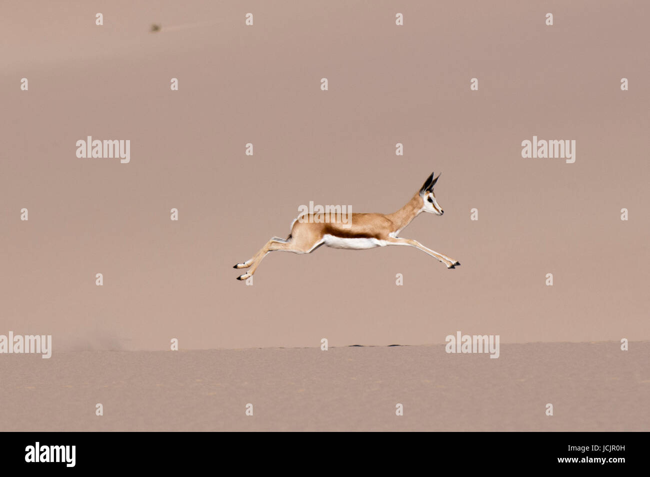 Springbok running hi-res stock photography and images - Alamy