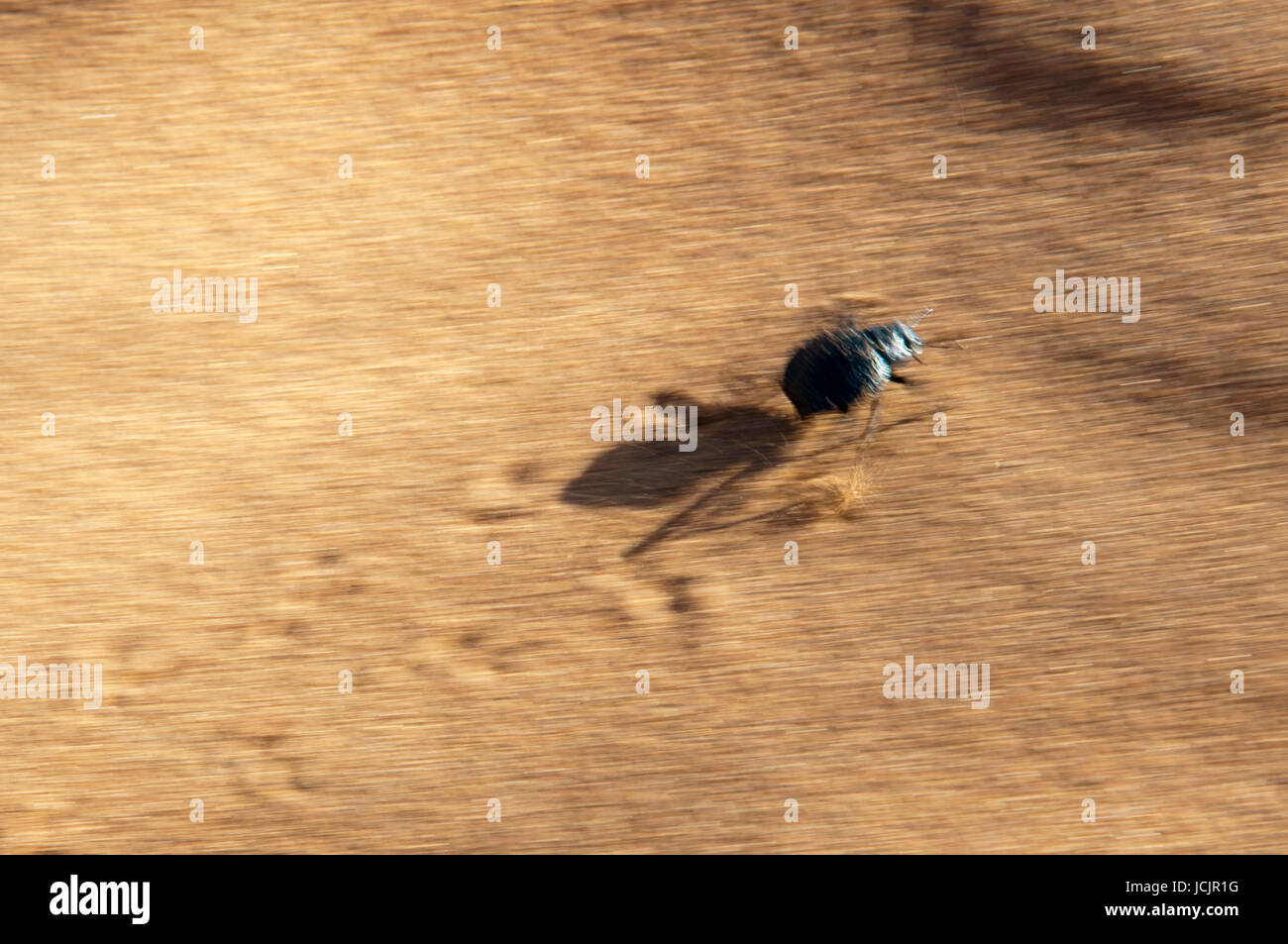 Namib Beetle High Resolution Stock Photography and Images - Alamy