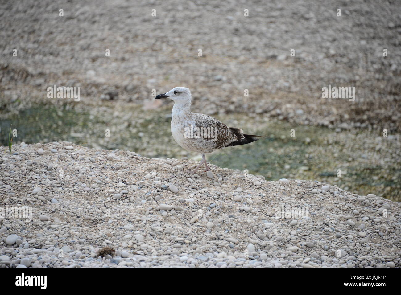 stones the mediterranean - seagull - spain Stock Photo - Alamy