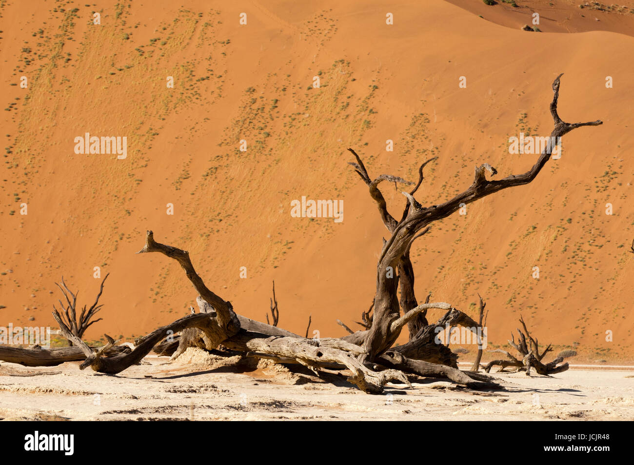 Dead Trees, Deadvlei, Sossusvlei, Namib Naukluft Park, Namib Desert ...
