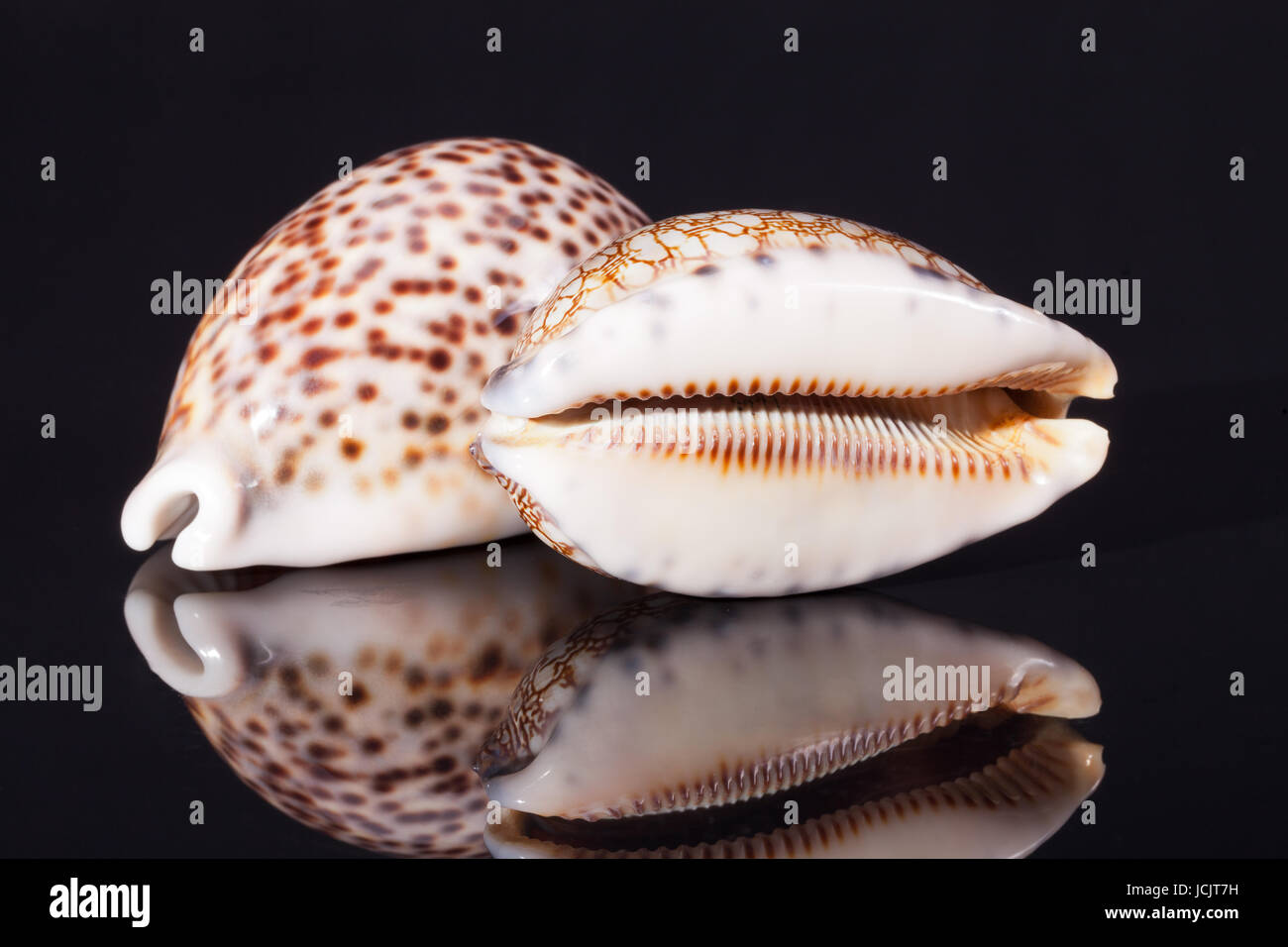 seashell of tiger cowry isolated on black background Stock Photo - Alamy