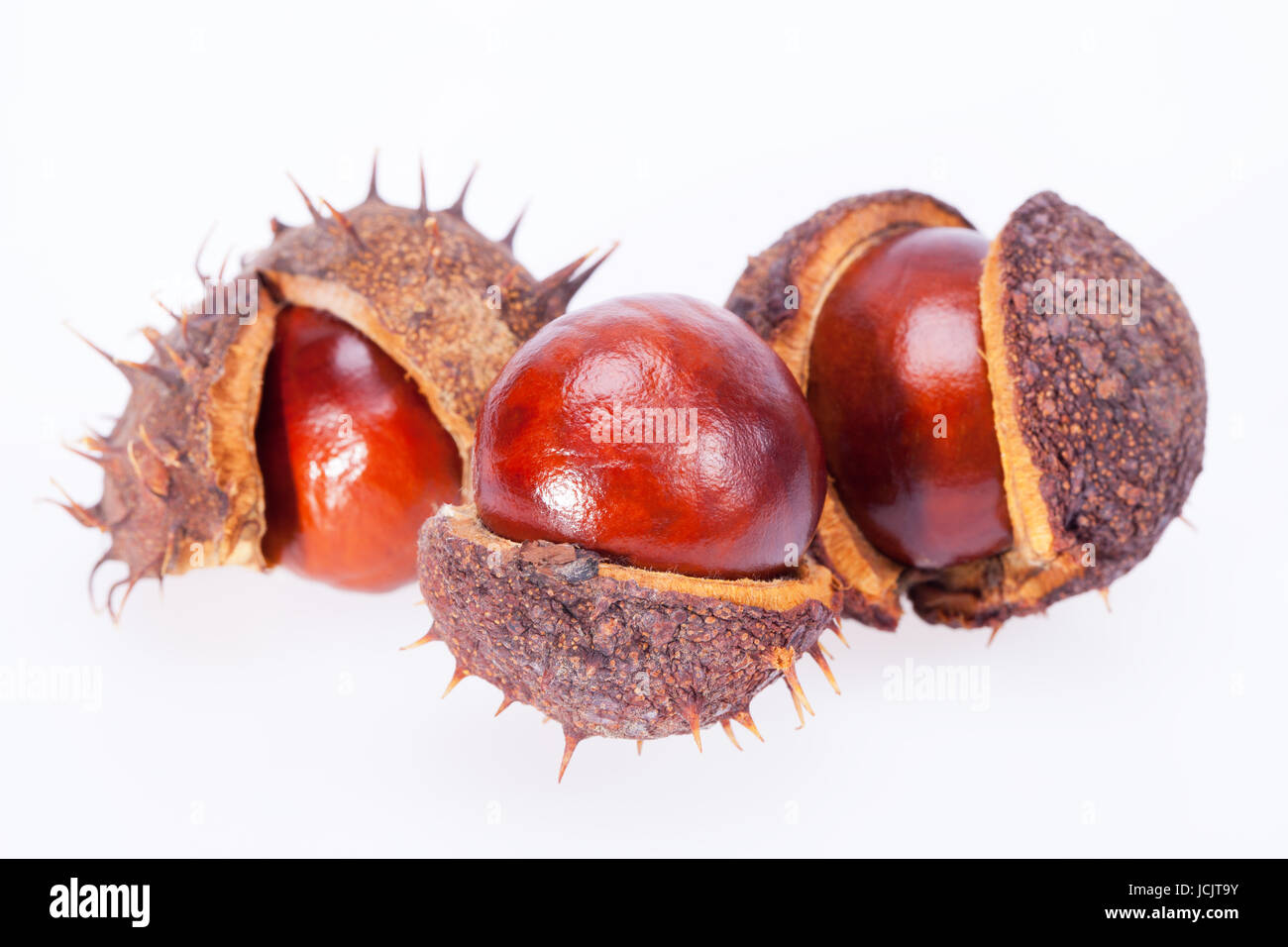 fruits of chestnuts in dry shell isolated on white background Stock ...
