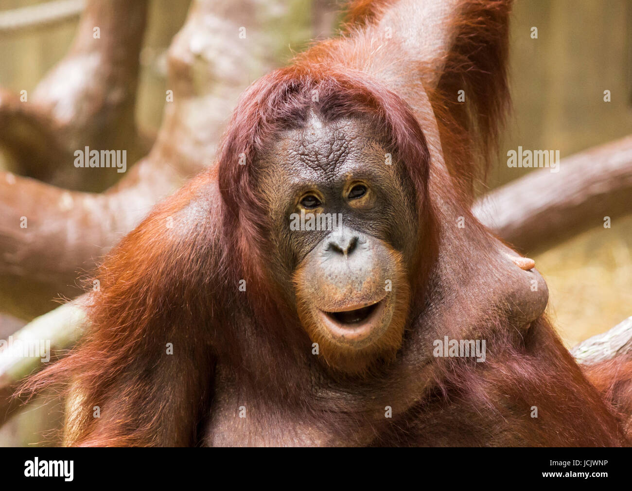 Affe lachen hi-res stock photography and images - Alamy