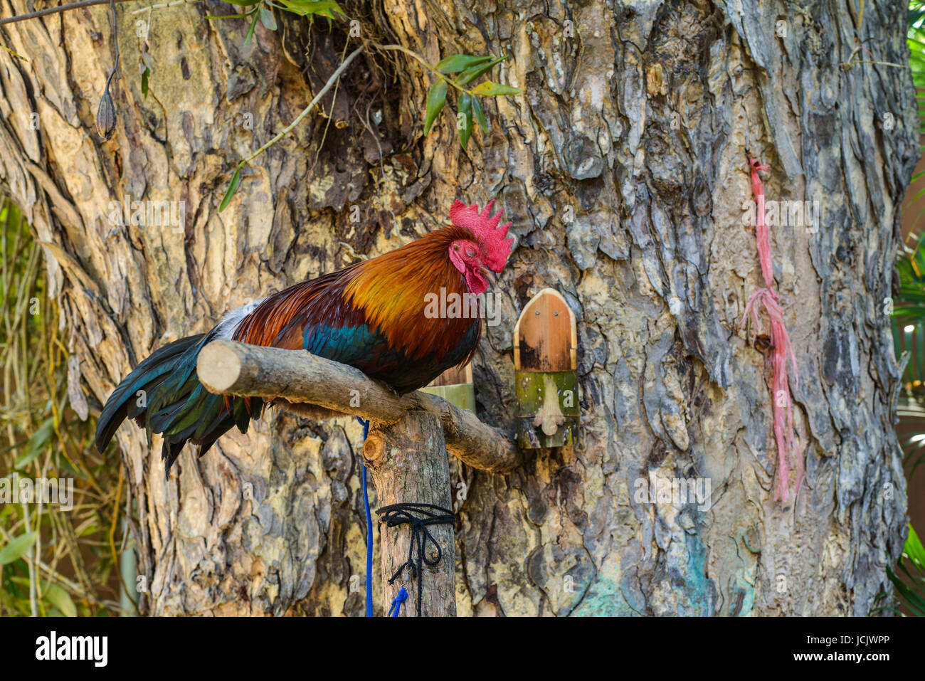 bantam perches on the branch Stock Photo - Alamy