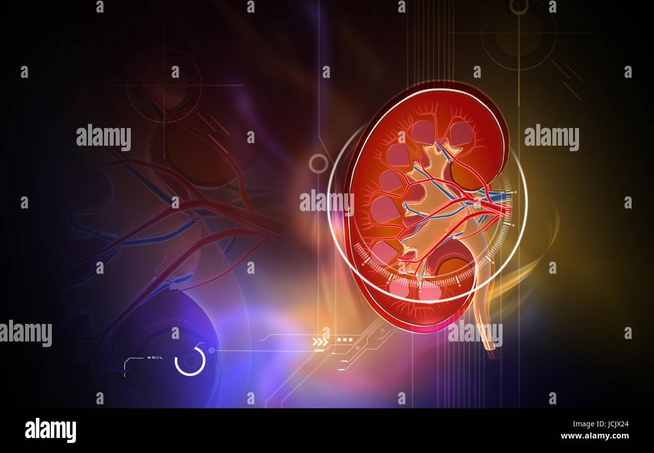 Kidney renal blood vessel anatomy hi-res stock photography and images ...