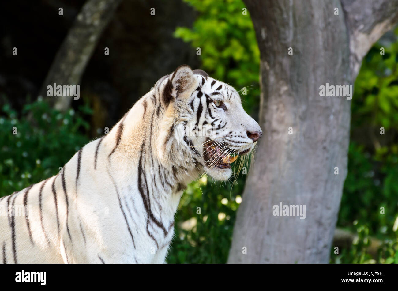 White Tiger stare with curiosity in the wild Stock Photo - Alamy