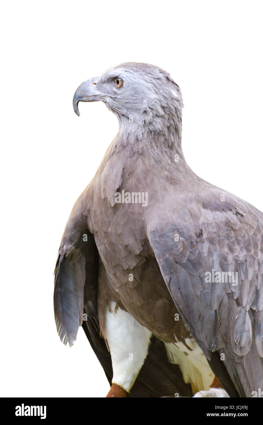 Lesser Fish Eagle ( Ichthyophaga humili ) bird hunters waiting time to ...