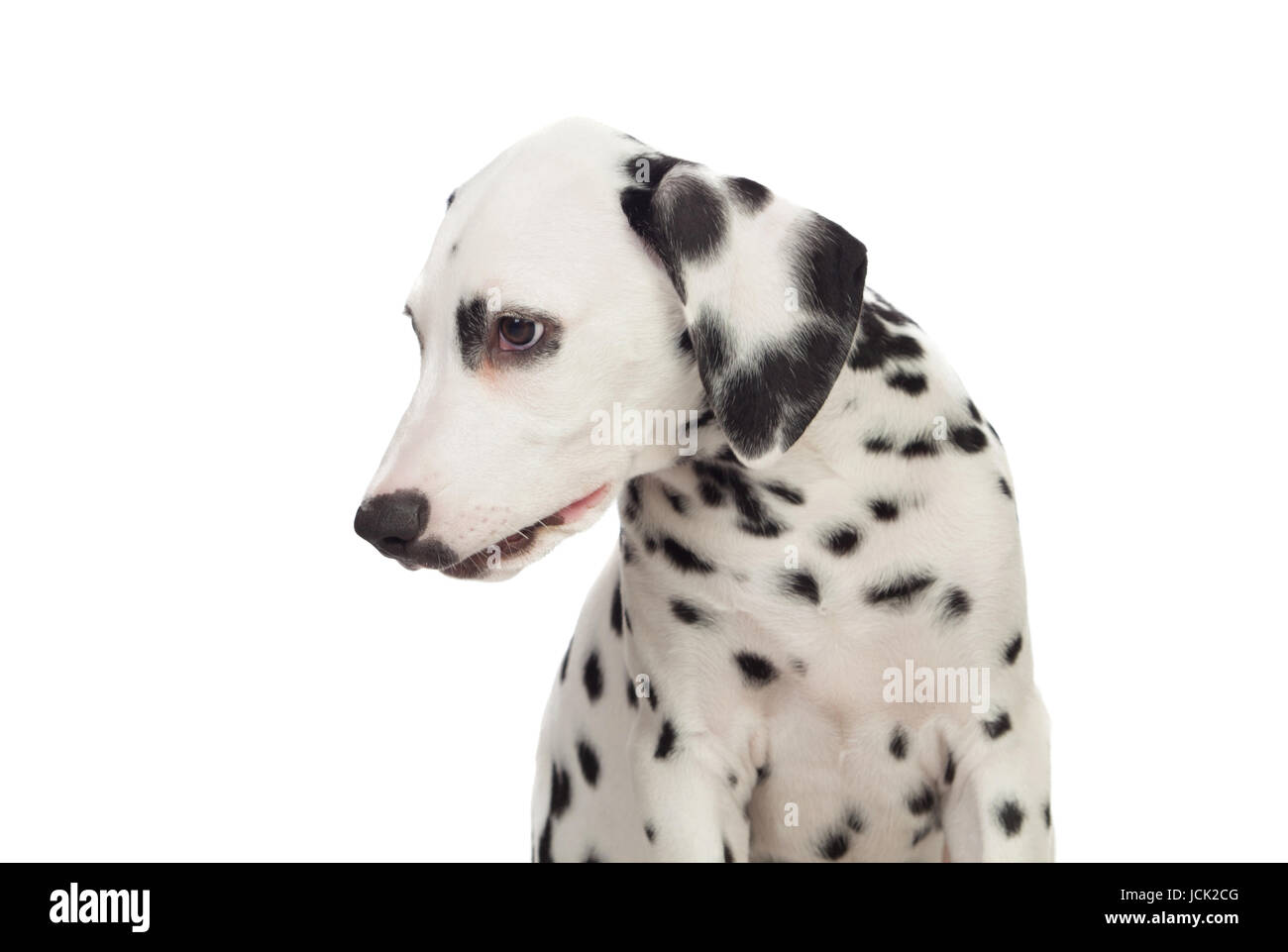 Beautiful Dalmatian with black spotted isolated on white background ...