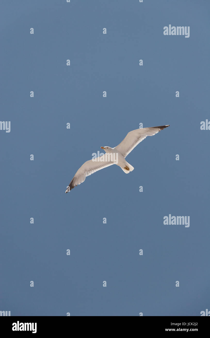 Sea gull in the sky at sunny day Stock Photo - Alamy