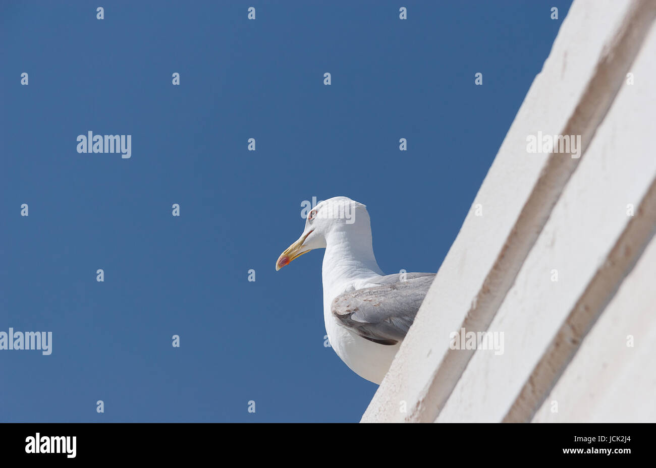 Sea gull in the sky at sunny day Stock Photo - Alamy