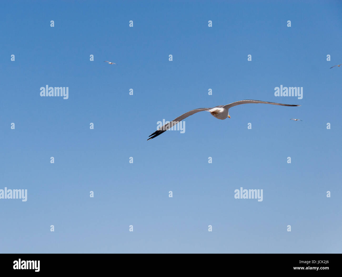 Sea gull in the sky at sunny day Stock Photo - Alamy