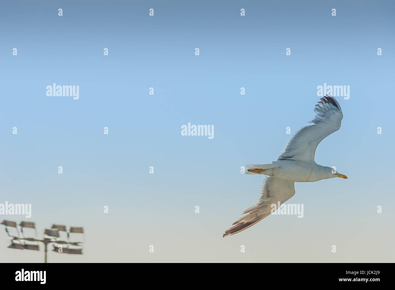 Sea gull in the sky at sunny day Stock Photo - Alamy