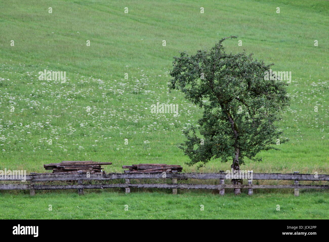 tree and fence Stock Photo - Alamy