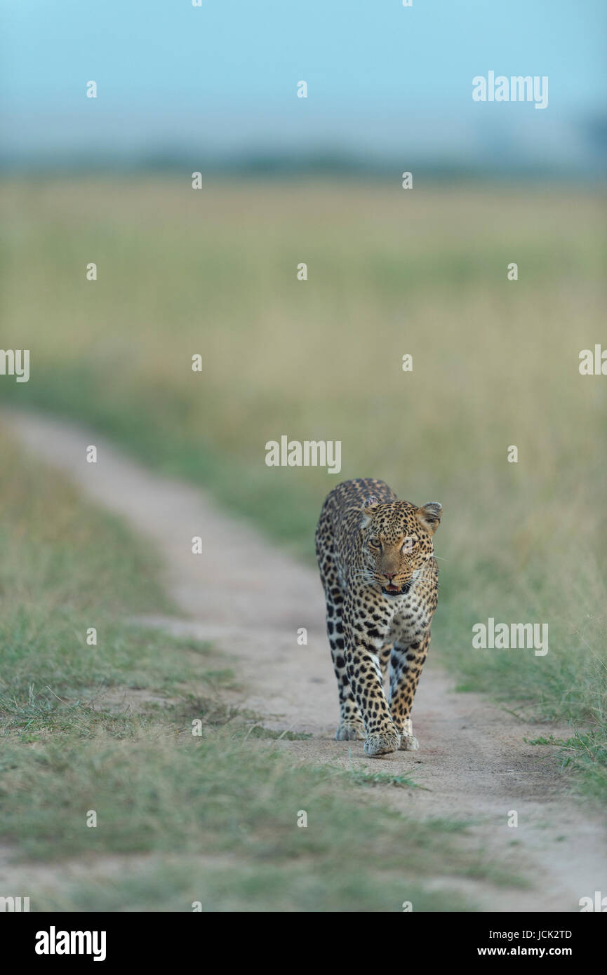 Leopard hills africa hi-res stock photography and images - Alamy