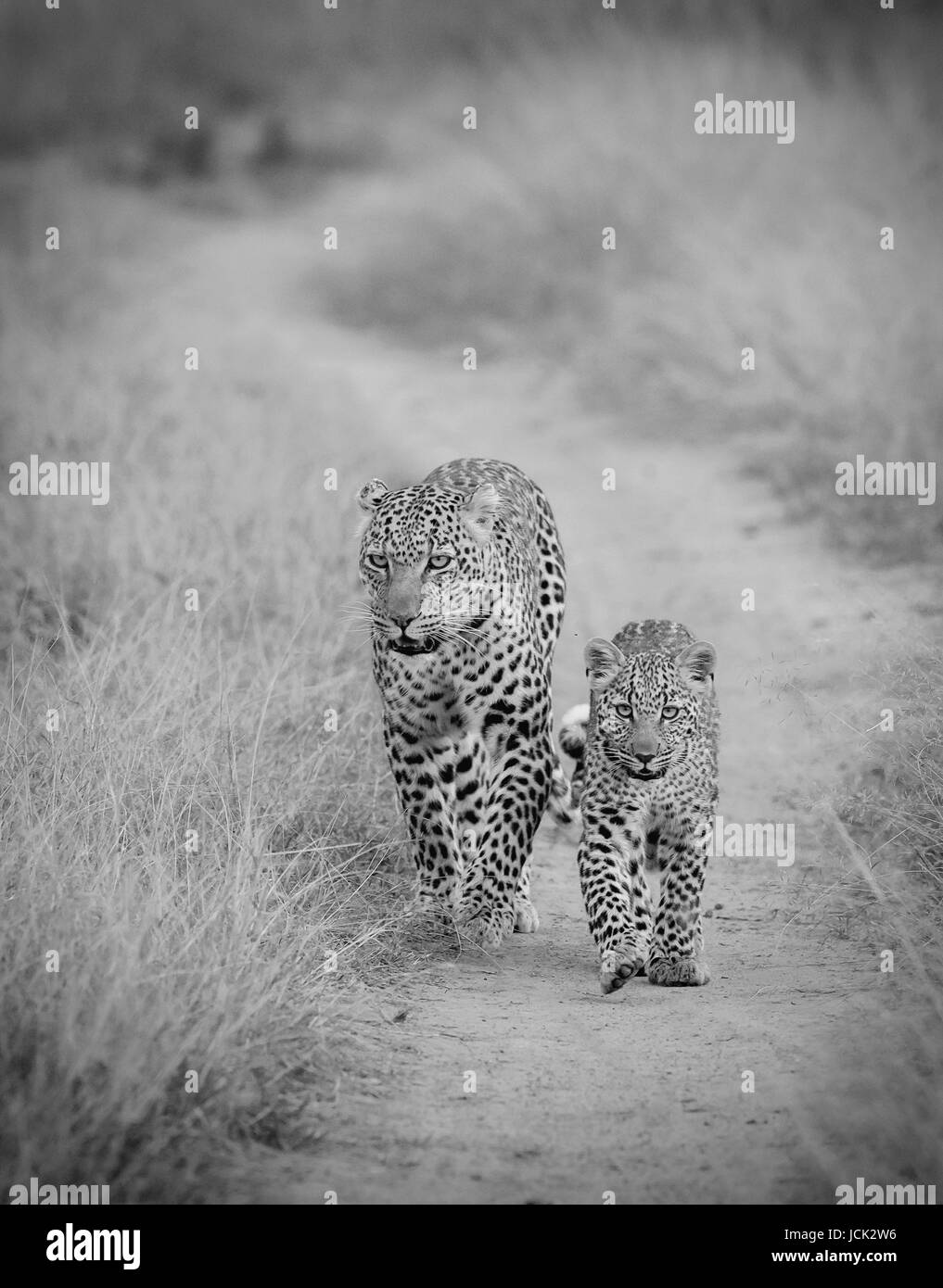 Beautiful family wild vivid Black and White Stock Photos & Images - Alamy